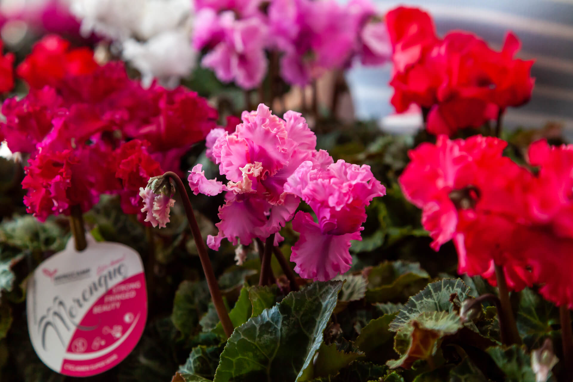 exclusive - Bergcamp