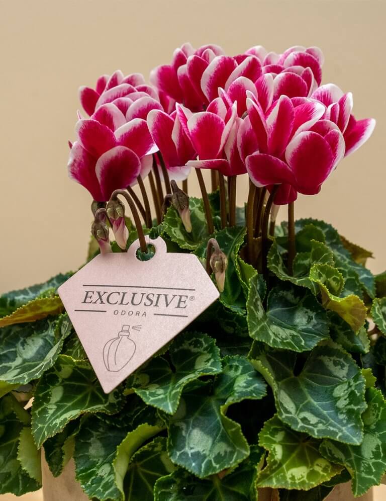 exclusive - Bergcamp